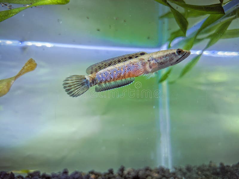 Chana Blue Pulchra stock image. Image of reptile, organism - 264970745