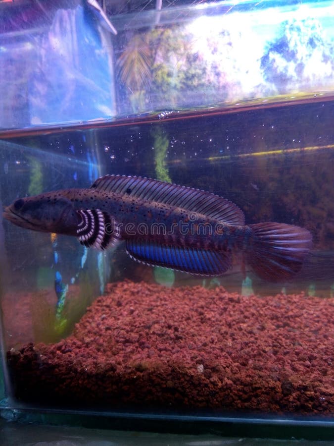 Chana Blue Pulchra Predator Fish Stock Photo - Image of chana, fish ...