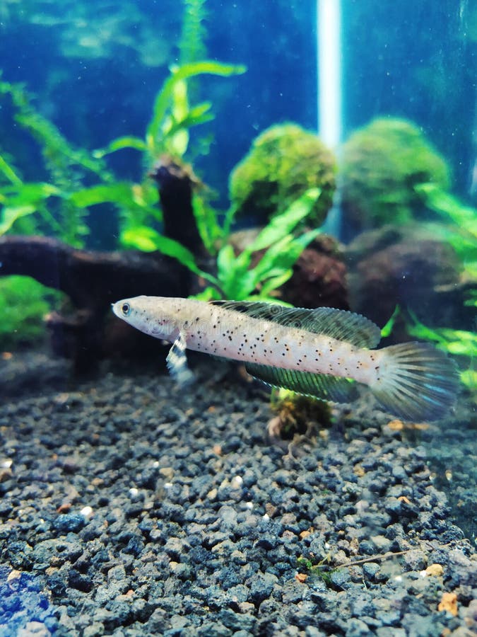 212 Chana Fish Stock Photos - Free & Royalty-Free Stock Photos from ...