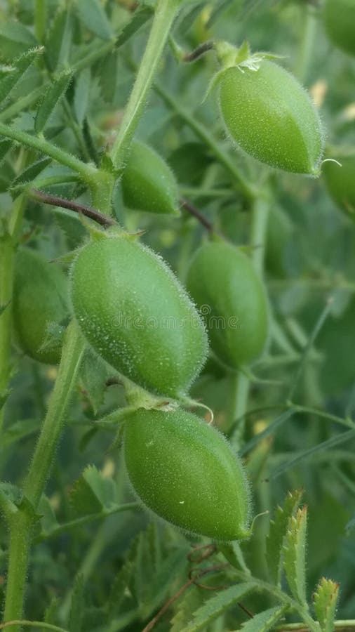 Chana stock photo. Image of chickpeas, chana, trees, plant - 91551884