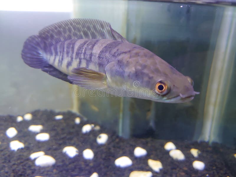 Chana Maru Yellow Sentarum stock photo. Image of life - 250691010