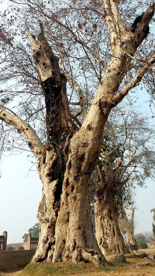 Chanar Plant of 1908 in Wah Garden Stock Photo - Image of plant, 1908: ...