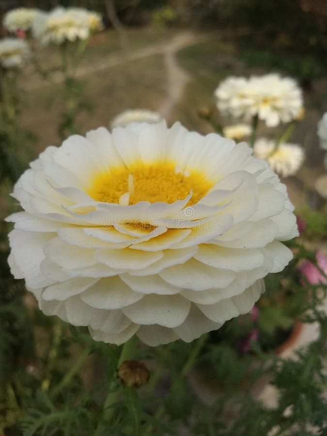 Chandra mallika flower stock photo. Image of beautiful - 176398392