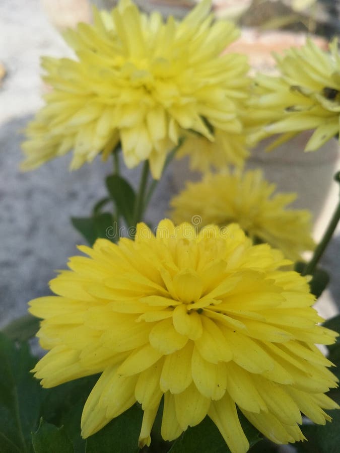 Chandra mallika flower stock image. Image of winter - 176398027