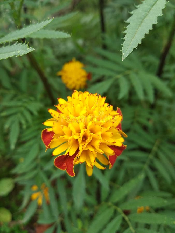 Chandu hoova stock image. Image of nature, hoova, flowers - 191902671