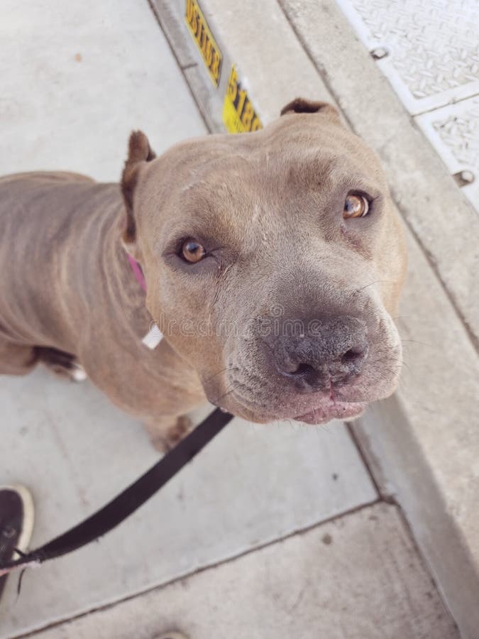 Chanel the Gentle Giant Bully Pit Stock Photo - Image of bully, gentle ...