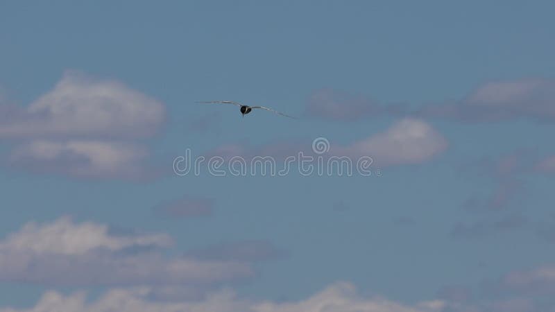 Change of Direction in Flight of the White-faced Vent Stock Footage ...