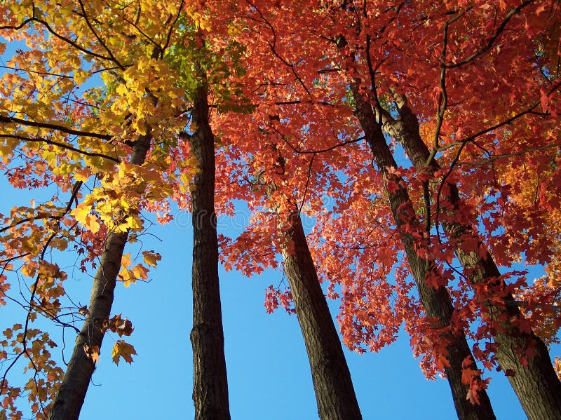 Change in the Fall stock image. Image of branches, season - 286113