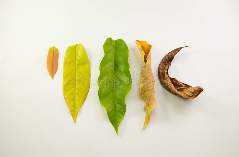 The change of nature stock photo. Image of young, time - 92041048