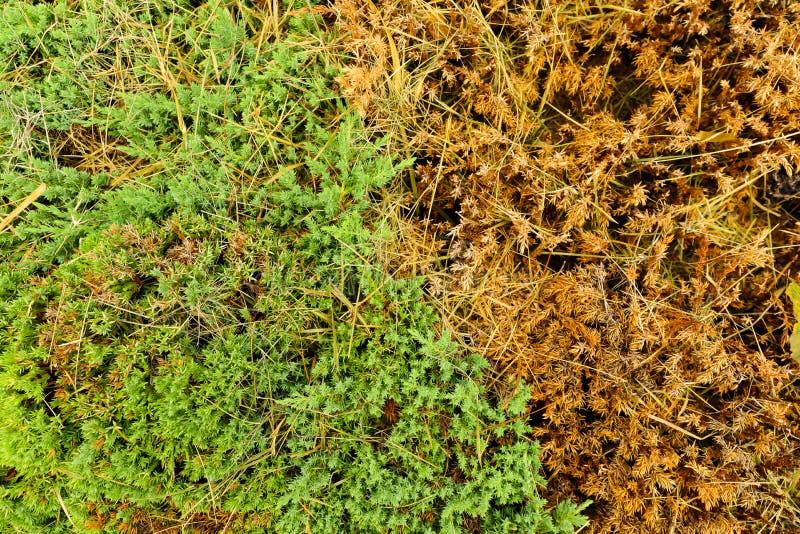 The Change : Pine Leaf on the Tree when the Leaves Change Color Stock ...