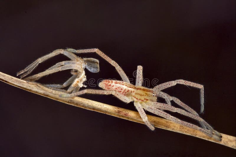 Change of spider stock photo. Image of white, orange - 26846240