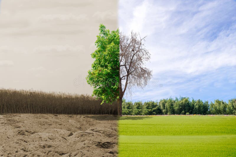 Change Tree Forest Drought and Forest Refreshing Stock Photo - Image of ...