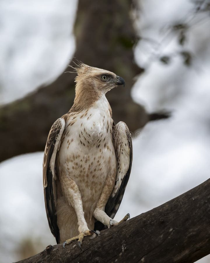 Changeable or Crested Hawk Eagle or Nisaetus Cirrhatus Closeup or ...