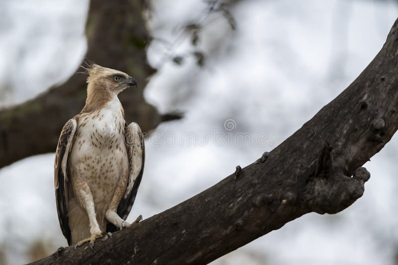 Changeable or Crested Hawk Eagle or Nisaetus Cirrhatus Closeup or ...