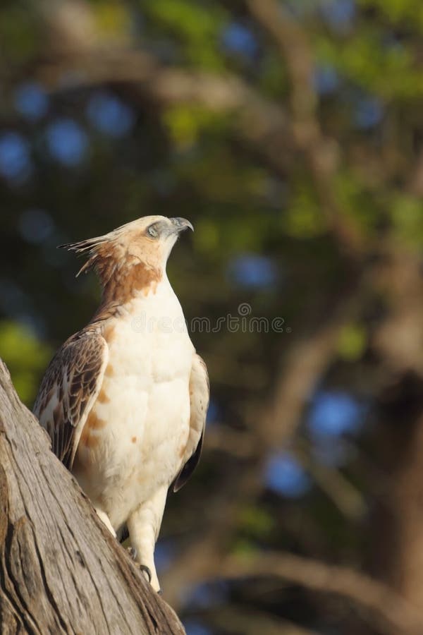 Black-breasted Buzzard stock image. Image of pilbara - 32398327