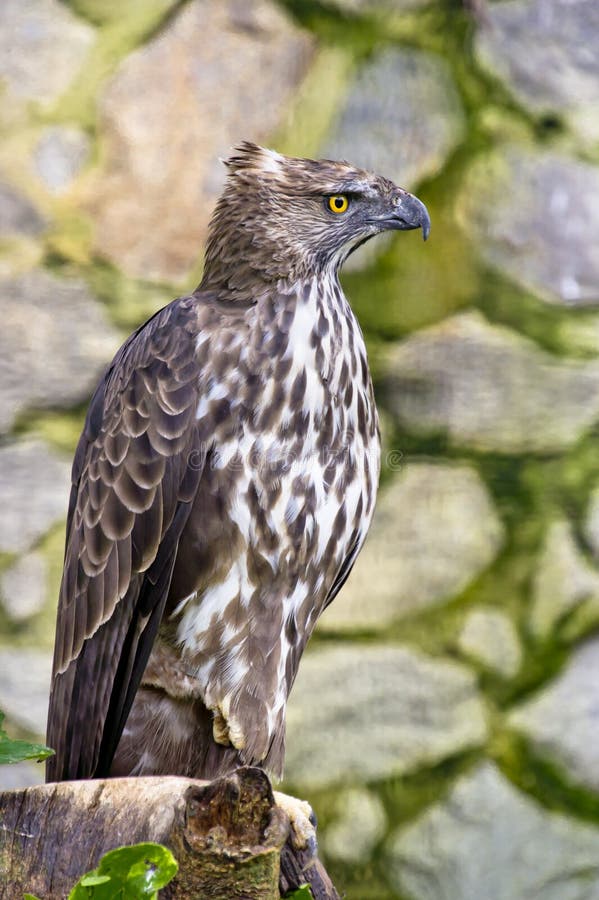 Changeable hawk eagle stock image. Image of nisaetus - 21364983