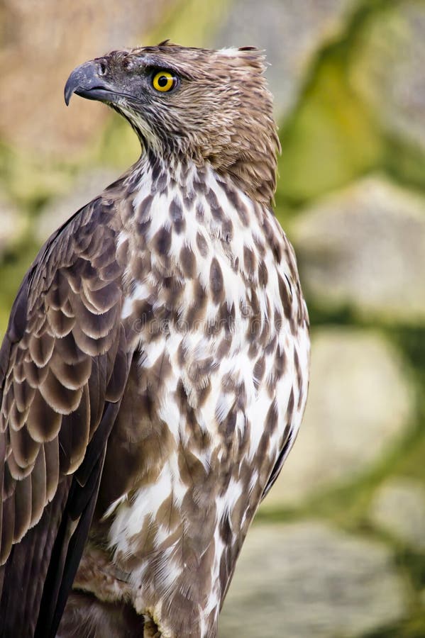Changeable hawk eagle stock photo. Image of prey, national - 21379110