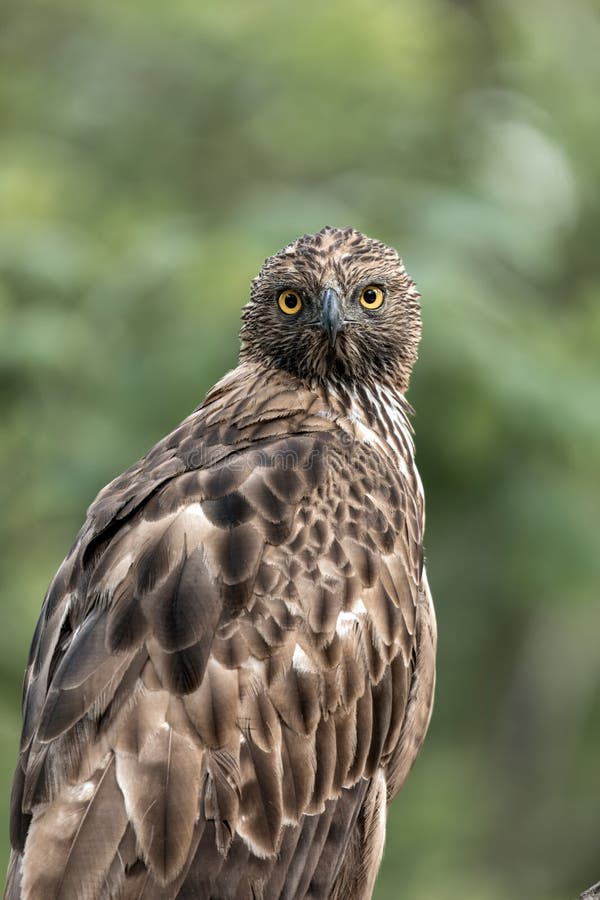 Changeable Hawk-Eagle at Pench National Park, Nagpur, Maharashtra ...