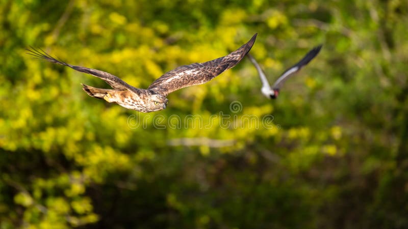 Changeable Hawk-eagle Chased by Red-wattled Lapwing Stock Image - Image ...