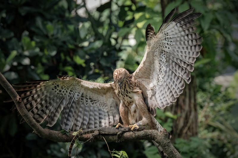 Changeable Hawk-eagle or Crested Hawk-eagle (Nisaetus Cirrhatus) Stock Photo - Image of life ...