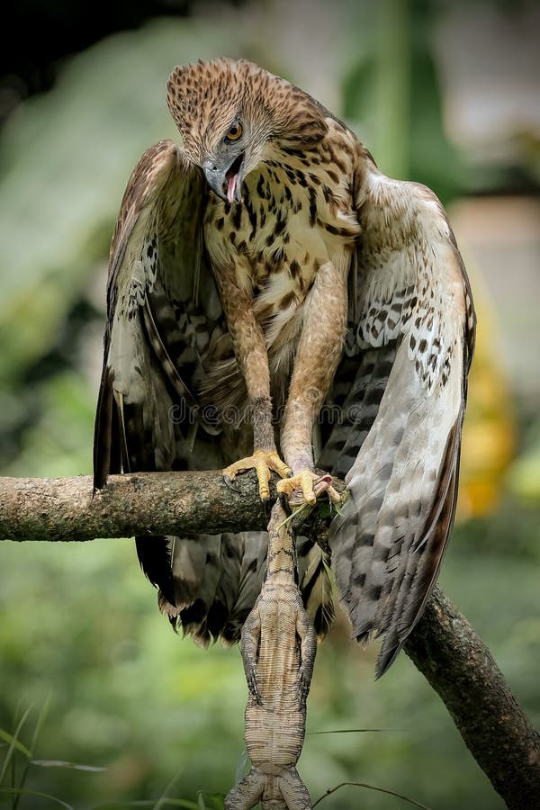 Changeable Hawk-eagle or Crested Hawk-eagle (Nisaetus Cirrhatus) Stock Image - Image of bird ...