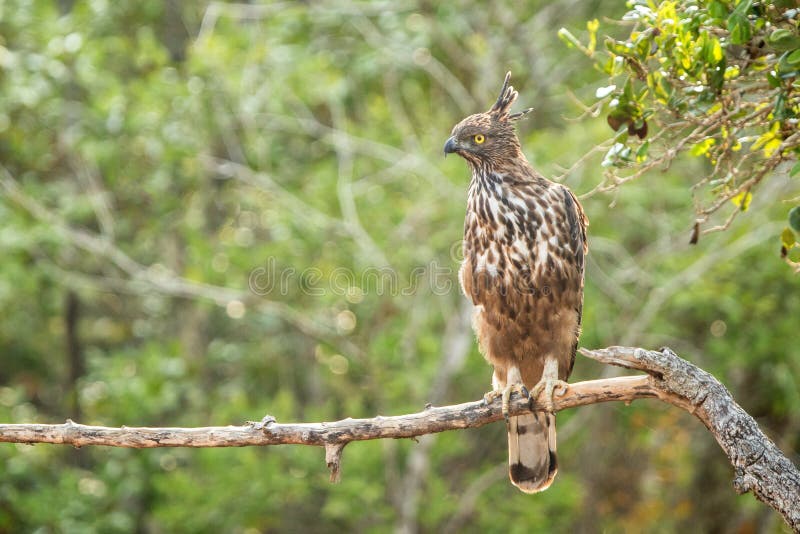 Changeable Hawk-eagle or Crested Hawk-eagle Nisaetus Cirrhatus, Bird of ...