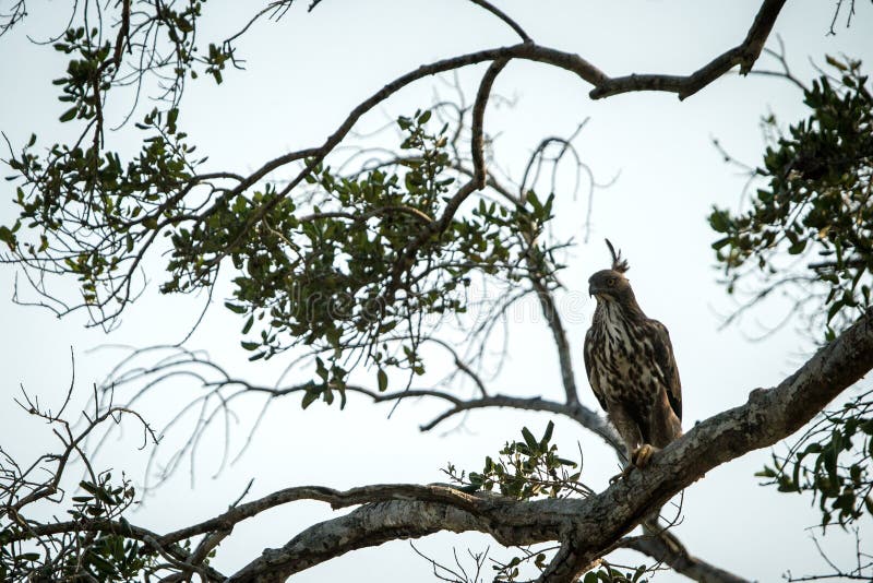 Changeable Hawk-eagle or Crested Hawk-eagle Nisaetus Cirrhatus, Bird of ...