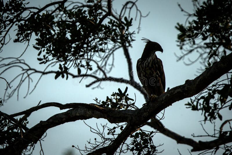 Changeable Hawk-eagle or Crested Hawk-eagle Nisaetus Cirrhatus, Bird of ...