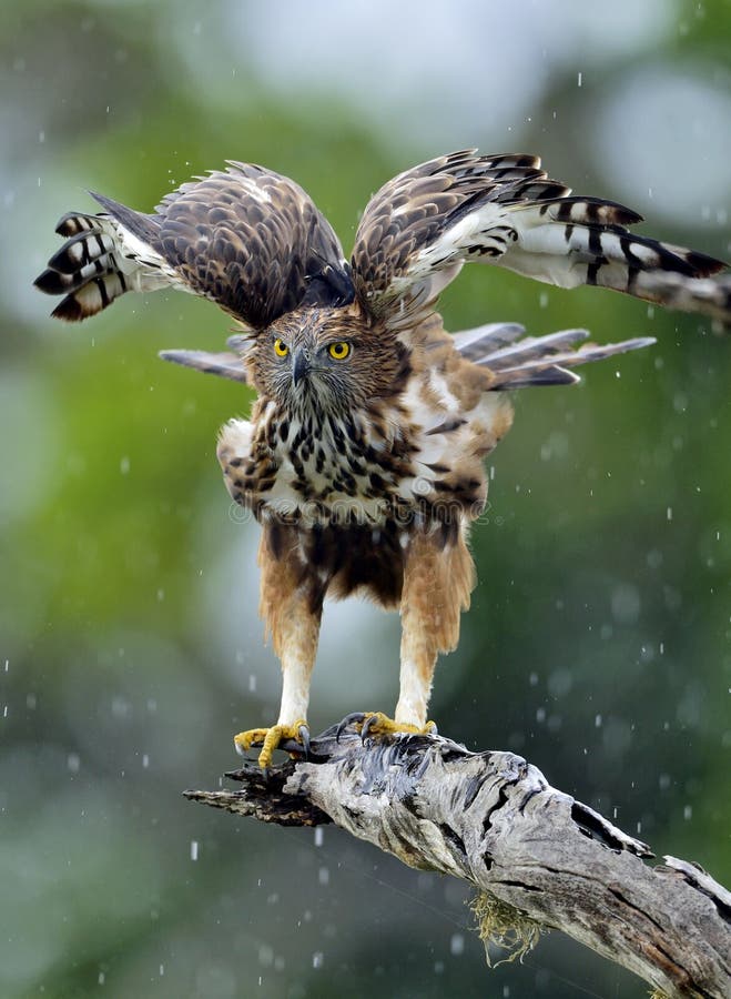 The Changeable Hawk-eagle or Crested Hawk-eagle Stock Image - Image of ...