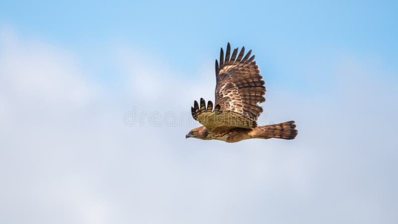 Changeable Hawk Eagle Flies Under a Clear Blue Sky Stock Image - Image ...