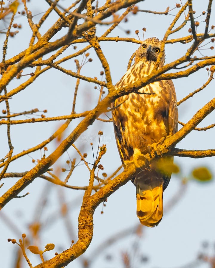 A Changeable Hawk Eagle Looking Strait Stock Image - Image of beak ...