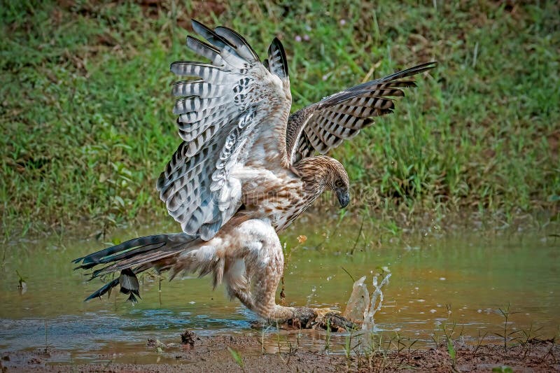 Changeable Hawk-eagle (Nisaetus Cirrhatus) Catch Small Monitor Lizard ...