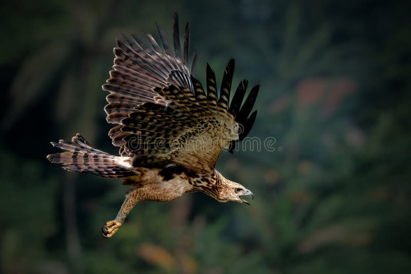 Changeable Hawk-Eagle or Nisaetus Cirrhatus Stock Image - Image of hawk ...