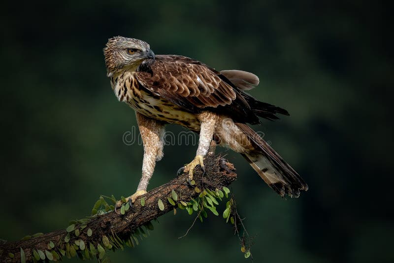 Changeable Hawk-Eagle or Nisaetus Cirrhatus Stock Image - Image of ...