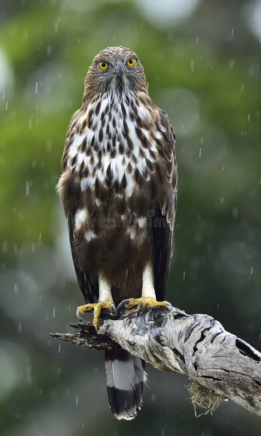 The Changeable Hawk-eagle Nisaetus Cirrhatus Stock Photo - Image of ...