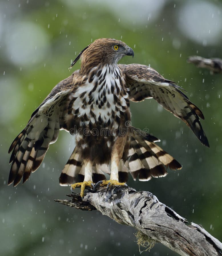 The Changeable Hawk-eagle Nisaetus Cirrhatus Stock Photo - Image of ...