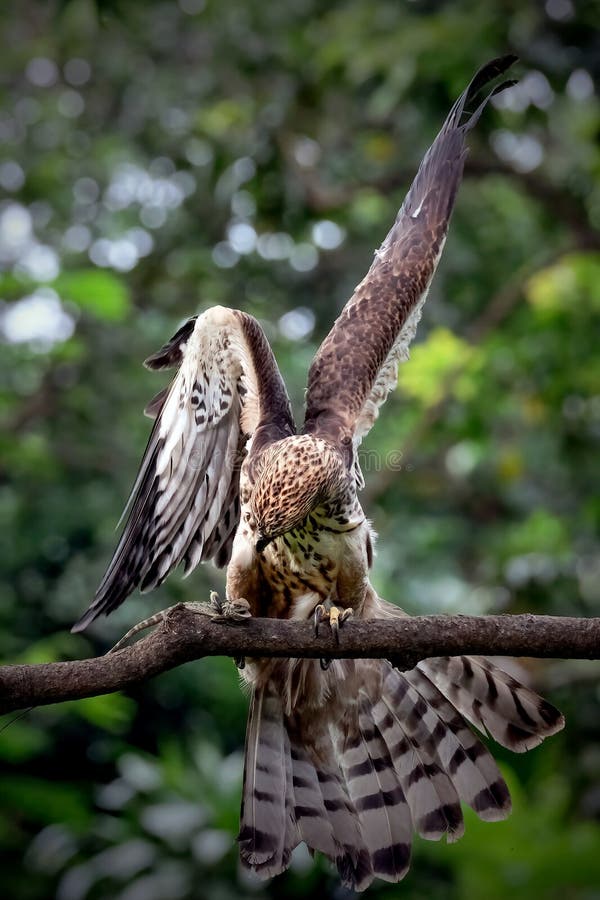 Changeable Hawk Eagle (Nisaetus Limnaeetus) Stock Image - Image of ...
