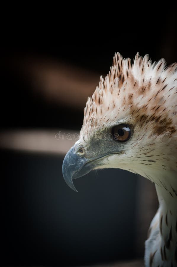 Changeable Hawk Eagle stock photo. Image of asia, crest - 138170924