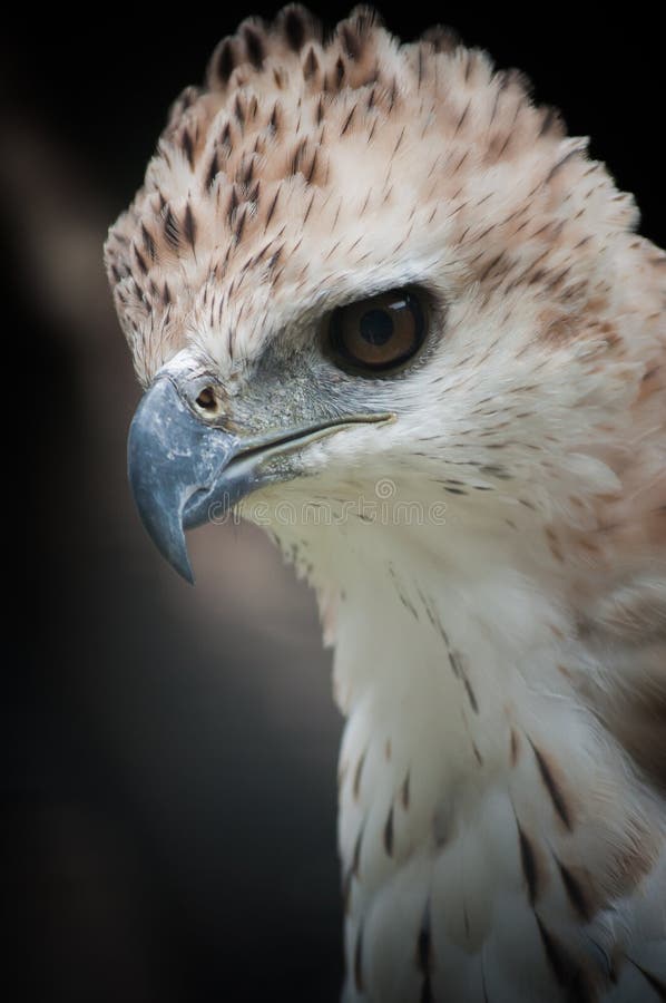 Changeable Hawk Eagle stock image. Image of fauna, prey - 138170925