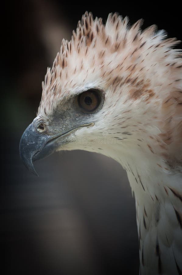 Changeable Hawk Eagle stock photo. Image of hunter, beautiful - 138170940