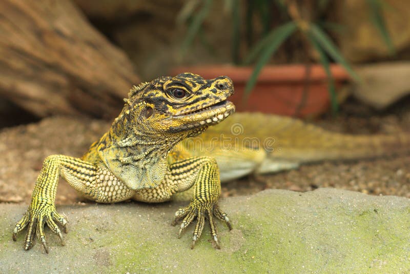 Changeable Lizard stock image. Image of nature, garden - 12585735
