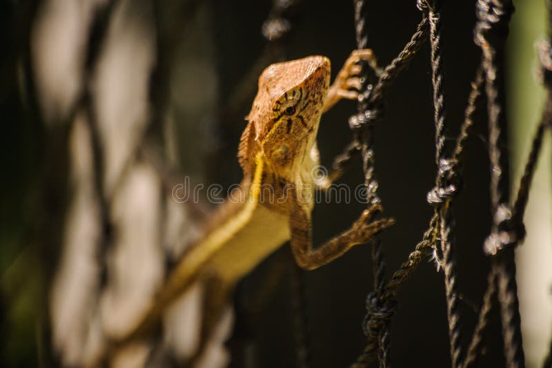 Changeable Lizard. Agamidae Calotes Versicolor on Net Stock Image ...