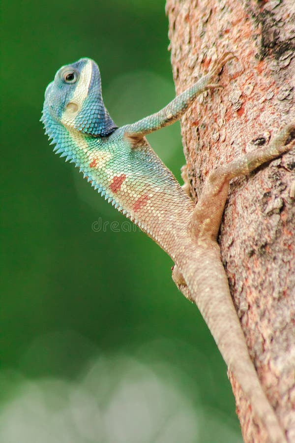Changeable Lizard, Red-headed Lizard, Indian Garden Lizard. on the Tree ...