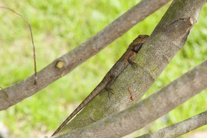 Changeable Lizard on tree stock image. Image of branch - 127297985