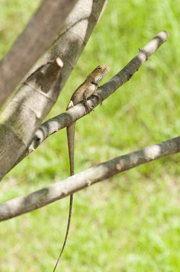 347 Lizard Shade Stock Photos - Free & Royalty-Free Stock Photos from ...