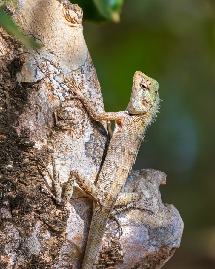 Changeable Lizard on a Tree at Yala National Park Stock Image - Image ...