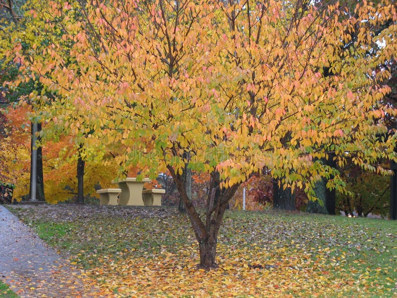 Changes stock photo. Image of fall, leaves, park, falling - 76382