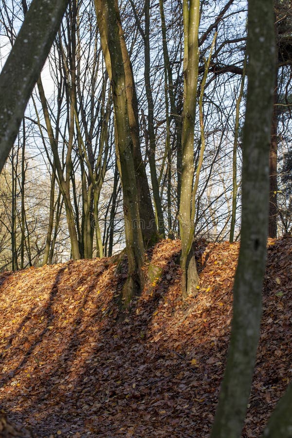 Changes in Nature during the Autumn Season Stock Image - Image of ...