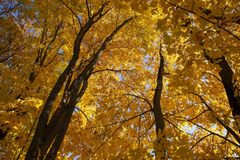 Changes in Nature during the Autumn Season Stock Photo - Image of blur ...