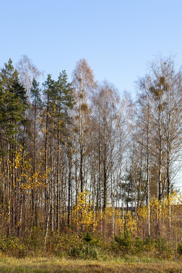 Changes in Nature during the Autumn Season Stock Image - Image of ...